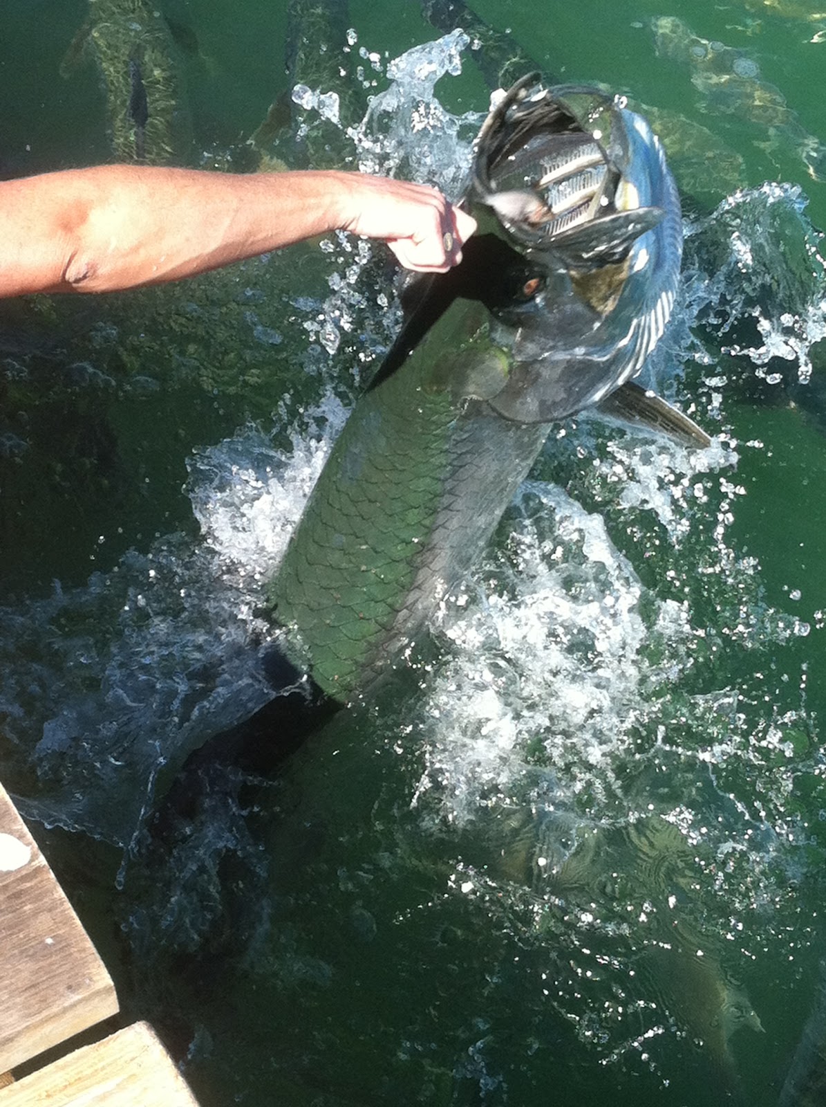 The World According to Garth Riley: Tarpon Feeding 101