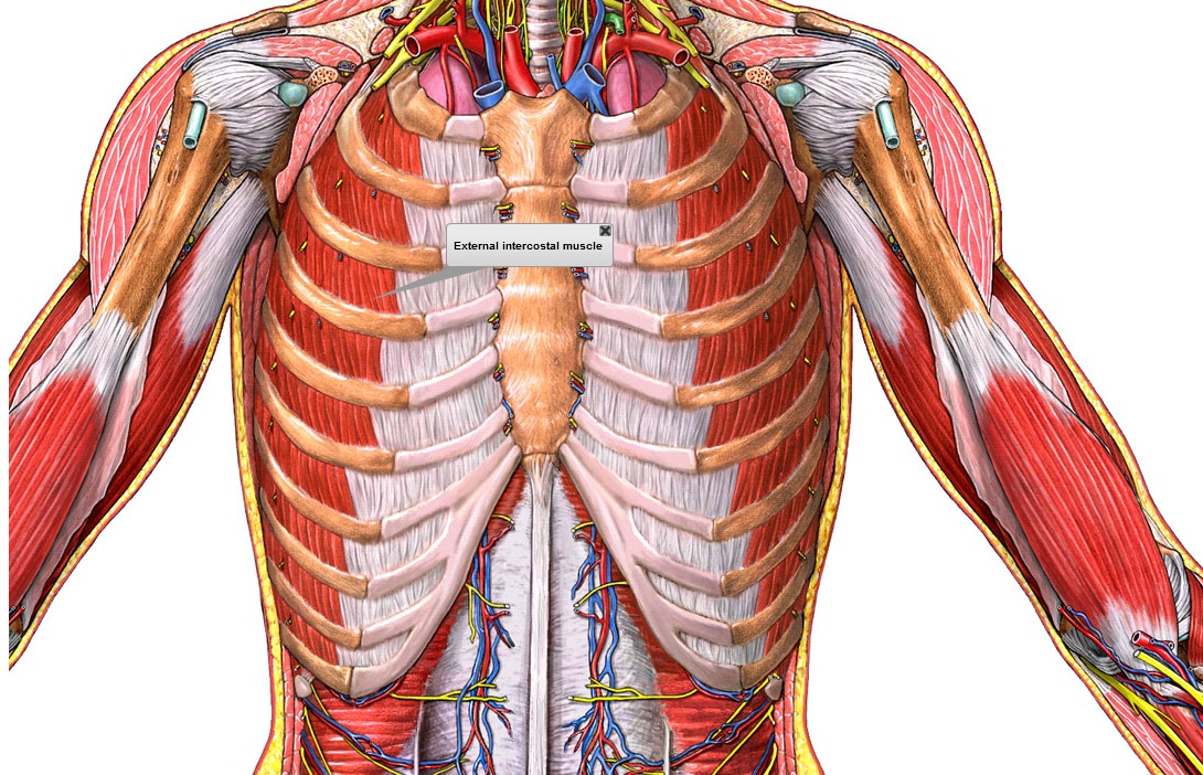 ~Sριcα[ ]sтαя : Sistema Respiratorio - Practica No. 1