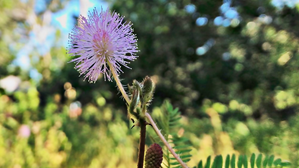Wow 16+ Foto Bunga Hasil Fotografer - Gambar Bunga Indah
