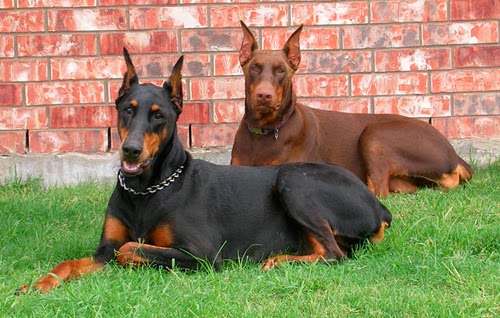 Rules of the Jungle: Doberman puppies