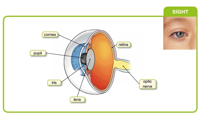 Never Stop Learning : The Senses and the Organs