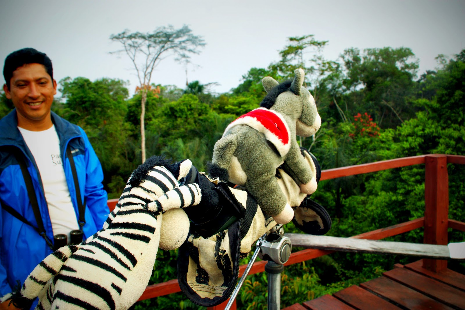 Zebresel.: Zebresel.