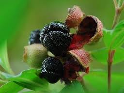 Rasa Sihat: Senduduk Putih