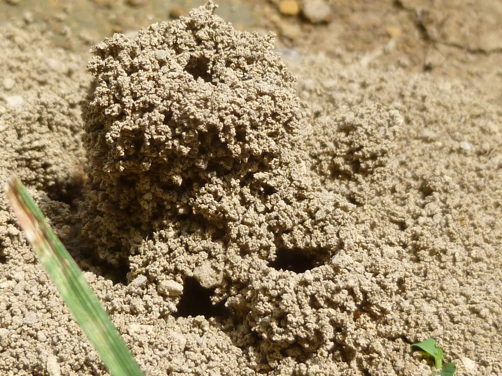 Backyard Ant Hill