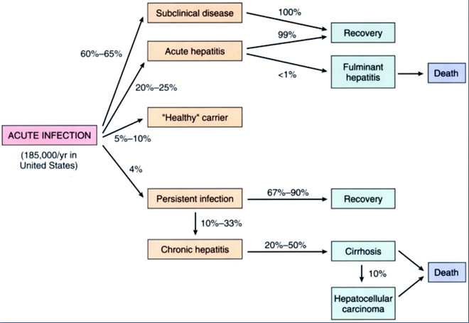 phases of acute hepatitis b