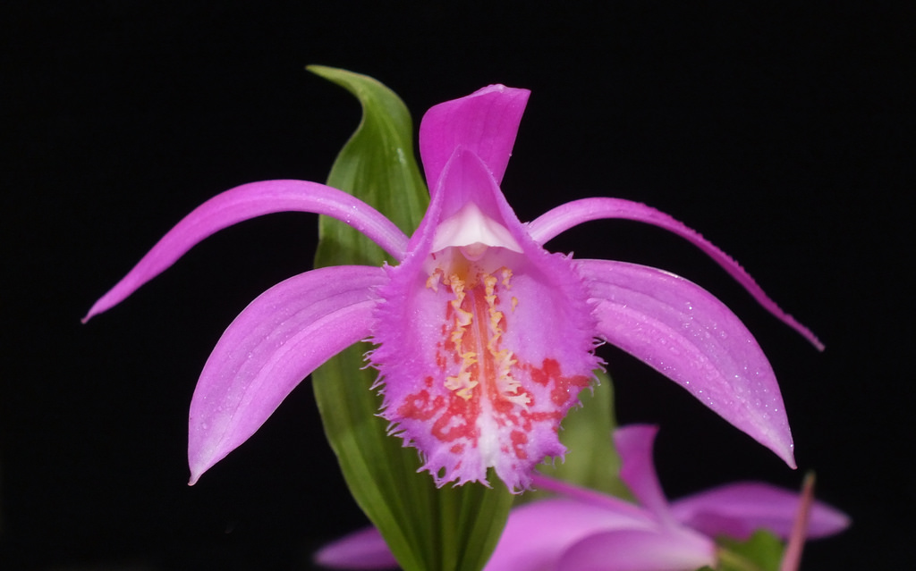 Pleione pleionoides care and culture | Travaldo's blog