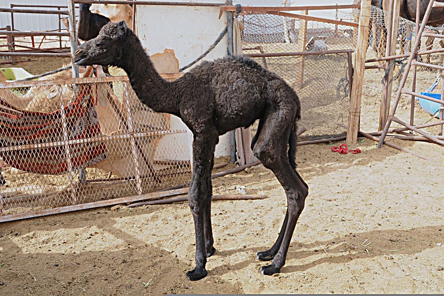 Birds of Saudi Arabia: Al Qassim Camel Market – Al Hassa
