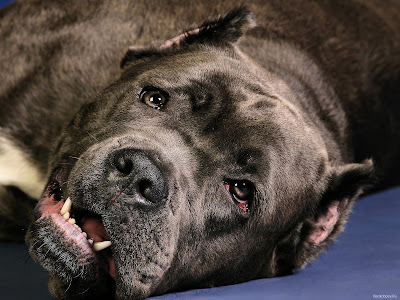 Descargar imagenes chidas gratis de todo tipo