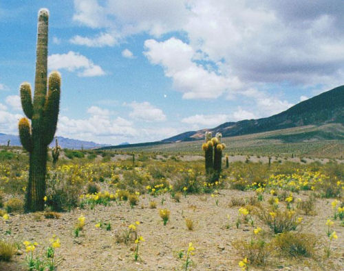 Viajar es Vivir: Flora; Puna