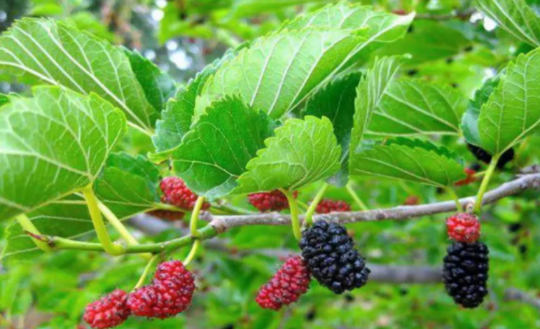 Manfaat Buah Murbei untuk Kesehatan dan Kecantikan