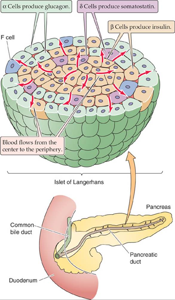 Pancreatitis - Páncreas exócrino