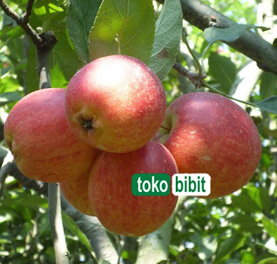 APEL MERAH ANNA | TOKO BIBIT