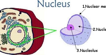 The Nucleus