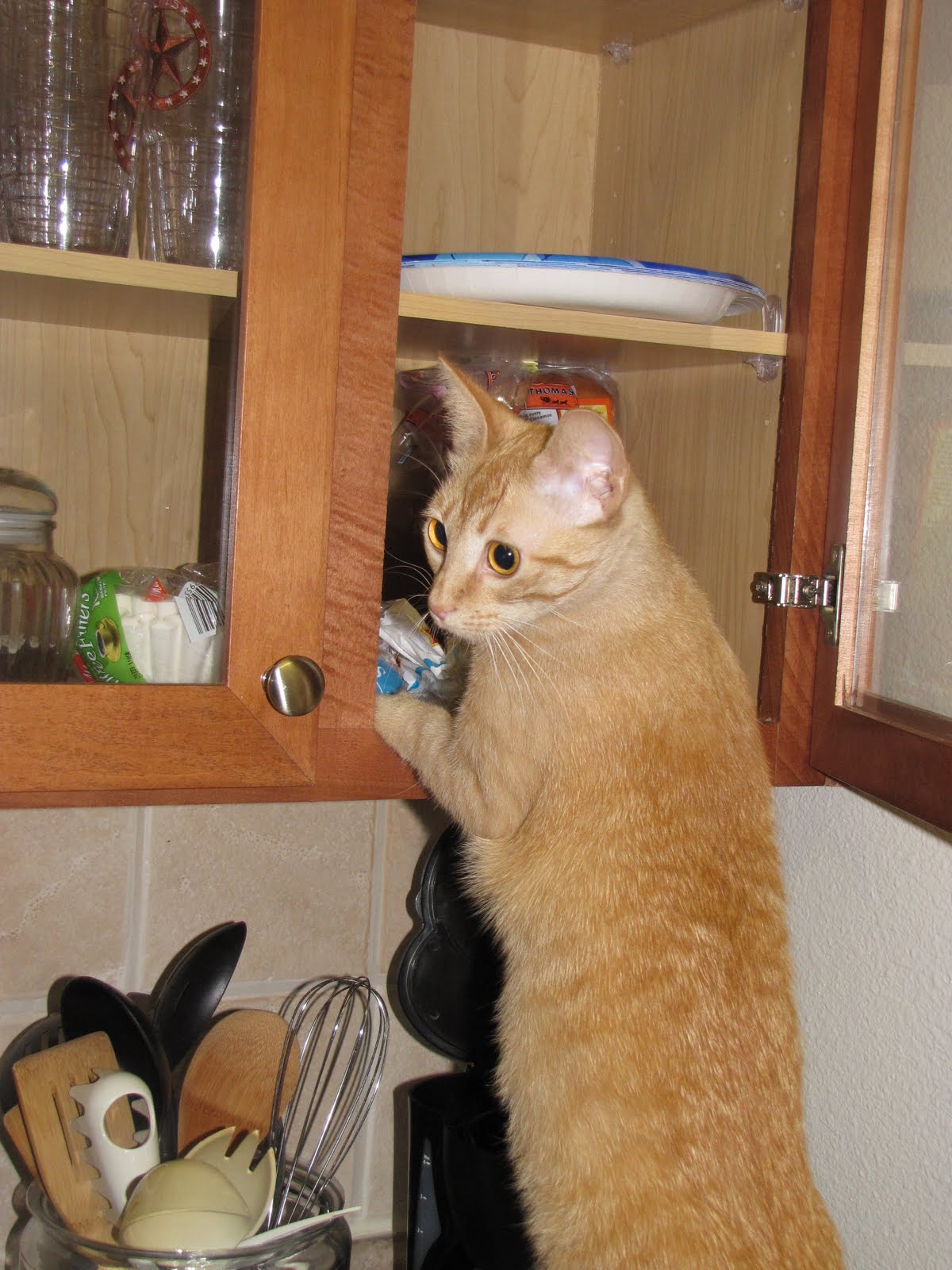 Life From A Cat's Perspective: Naughty Kitty Cat Clementine! She Was ...