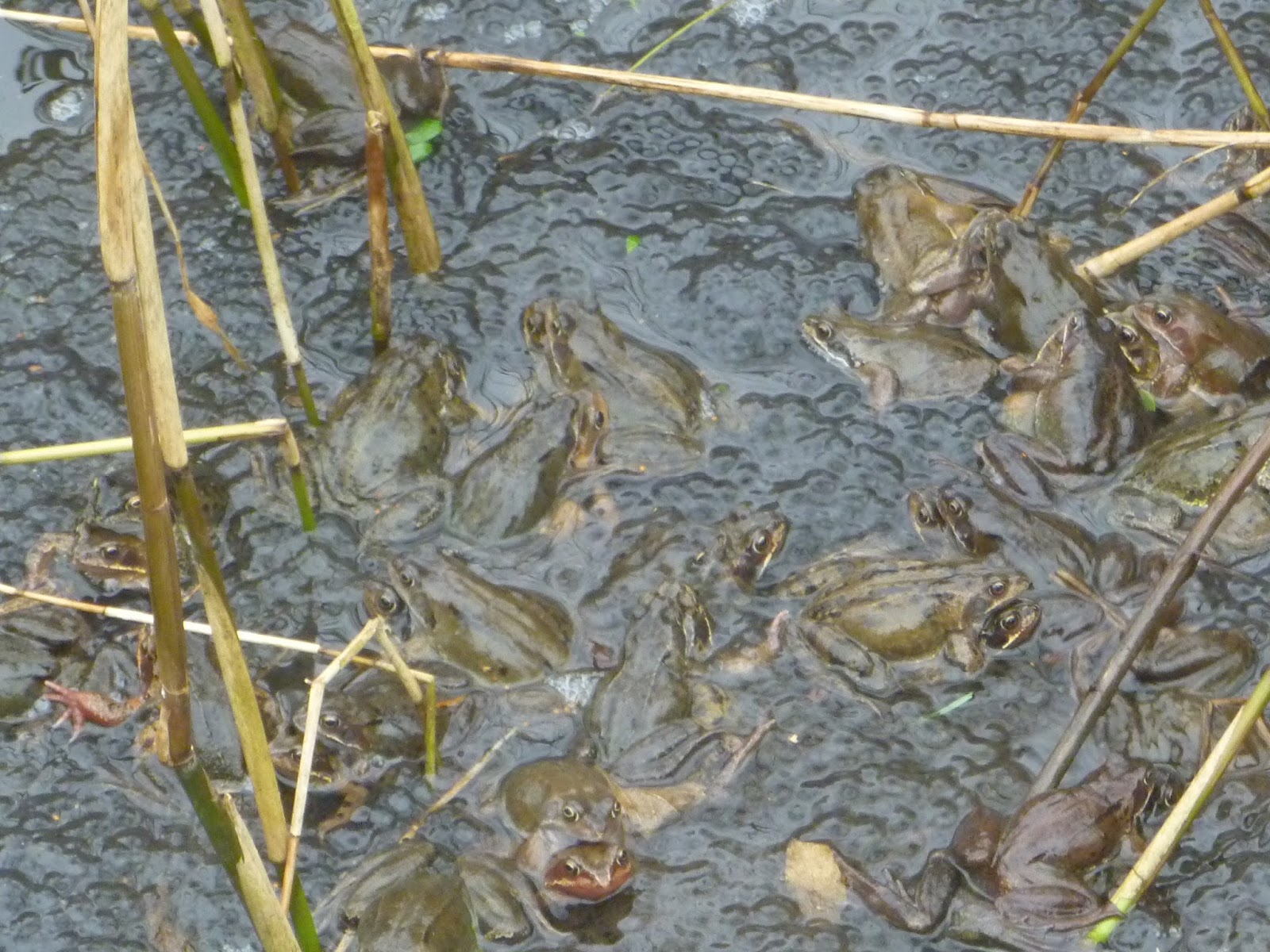 Crafty Green Poet: Toad in the Hole and a Lot of Frogs