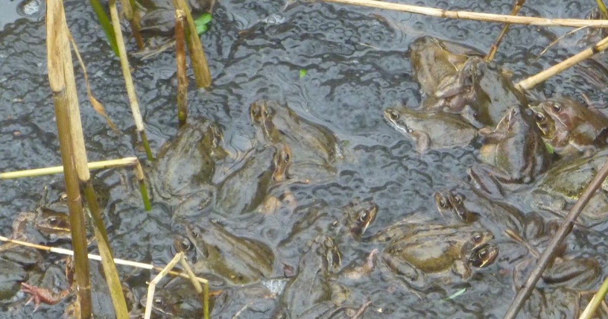 Crafty Green Poet: Toad in the Hole and a Lot of Frogs