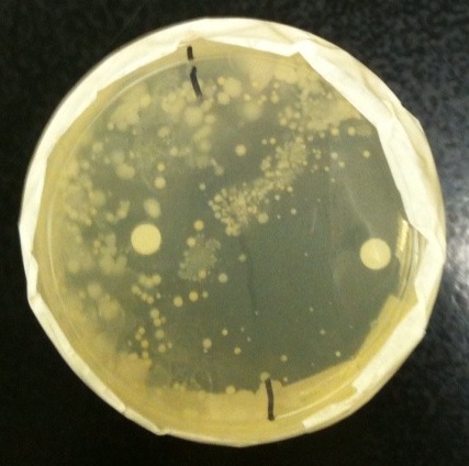 Amy Brown Science: Lab: The Effectiveness of Antiseptics and Disinfectants