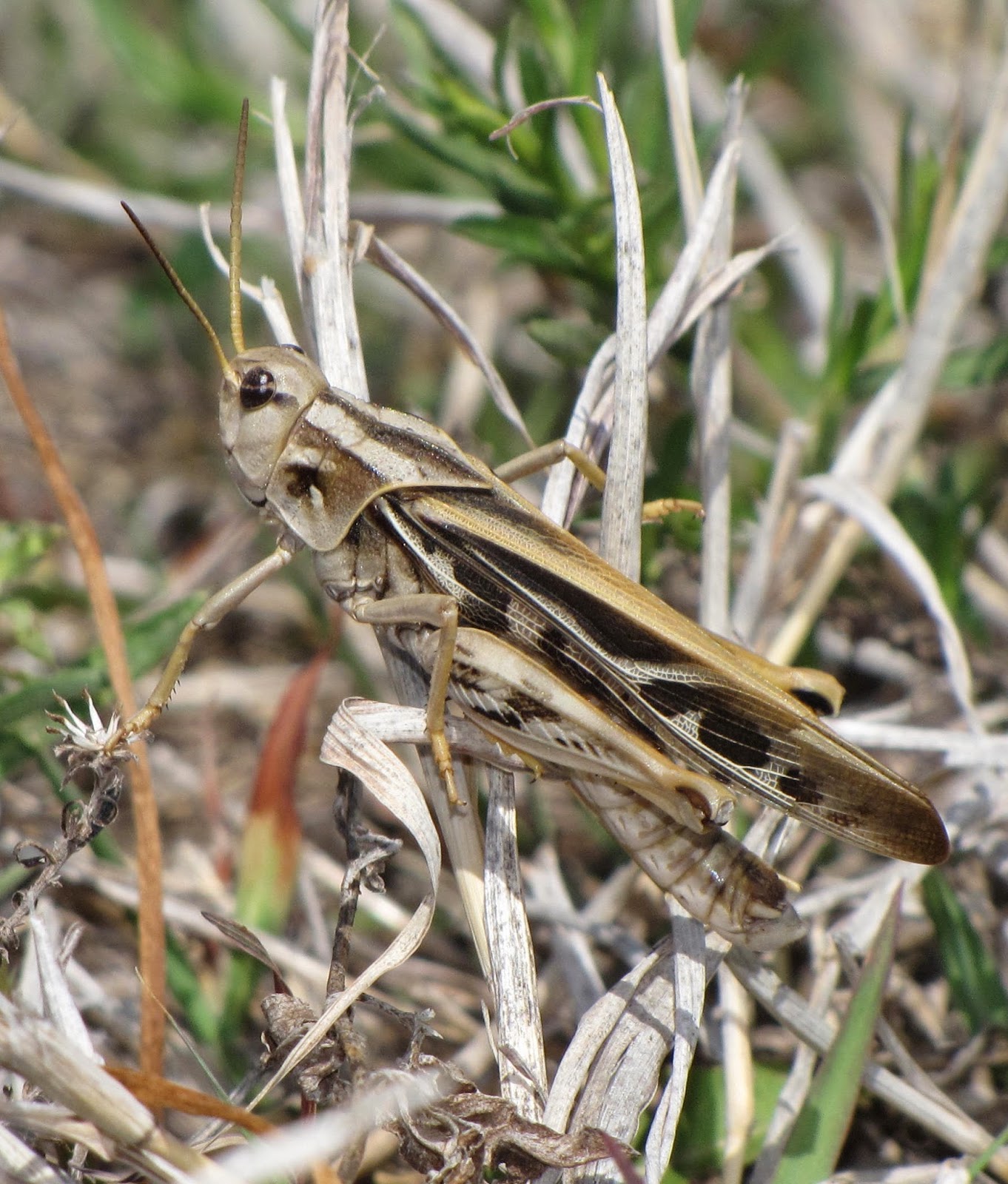 Bug Eric: Coral-winged Grasshopper