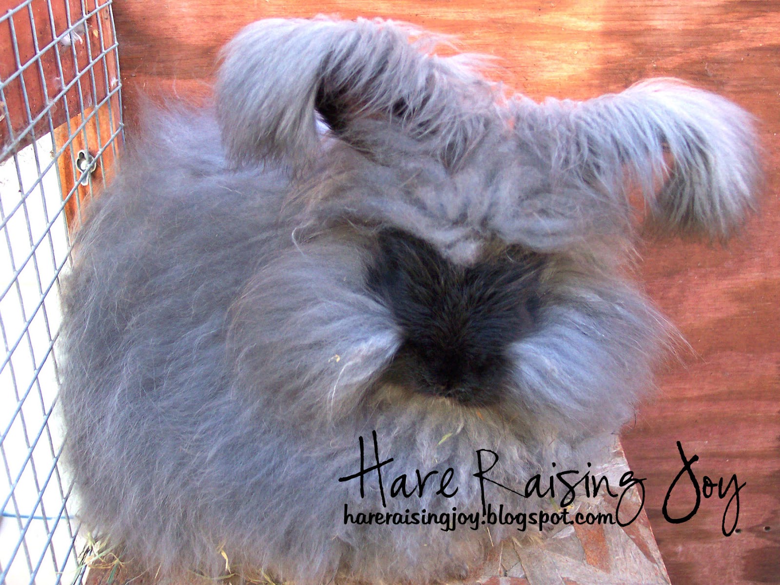 Hare Raising Joy: Our Story