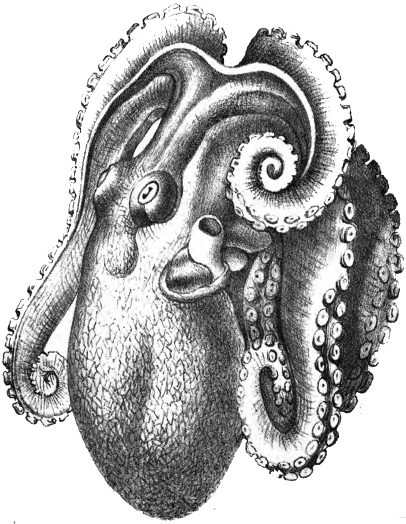 Free vintage cliparts and ephemera scans.: A couple of octopus ...
