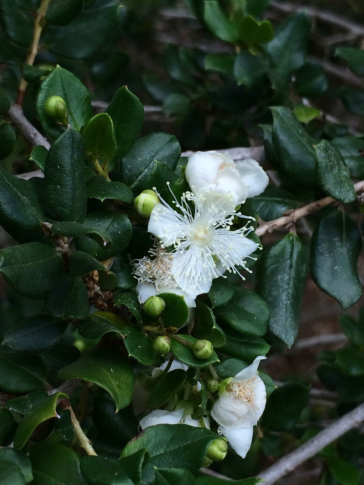 Trees of Santa Cruz County: Luma apiculata - Chilean Luma