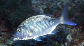 Conociendo el Mar: pez Denton