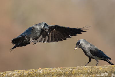Corvus monedula: Neues aus der Dohlenkolonie