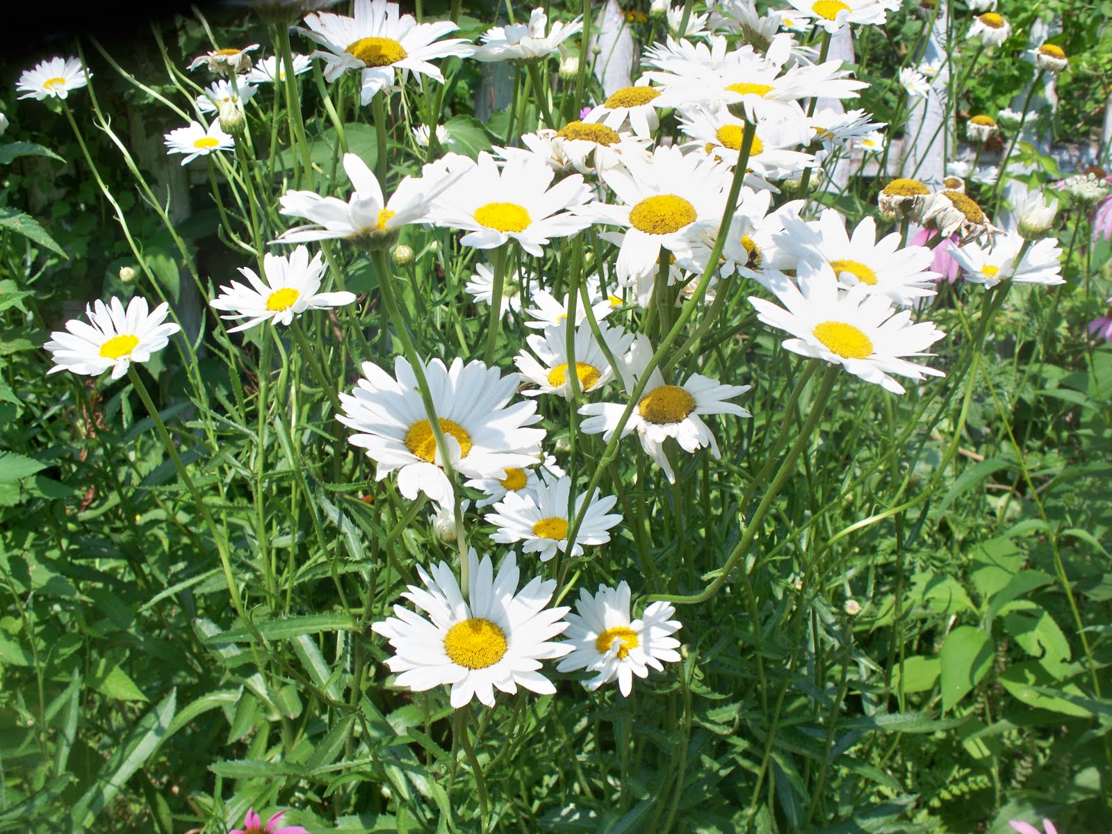 Garden Beauty: Leucanthemum Shasta Daisy