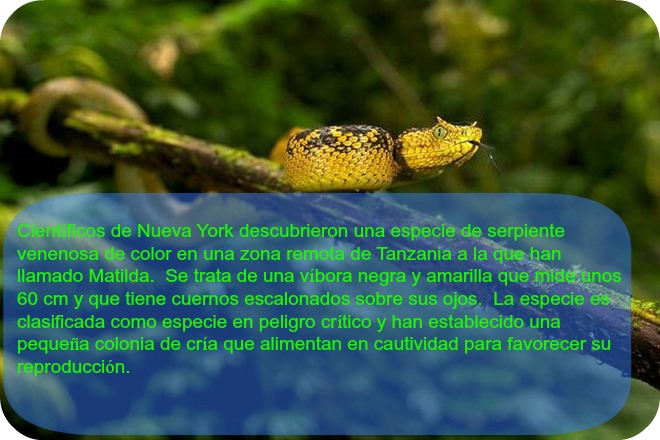 Datos curiosos: Serpiente con cuernos