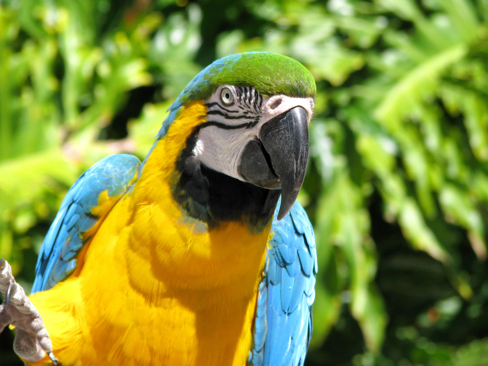 Blue Throated Macaw | The Life of Animals