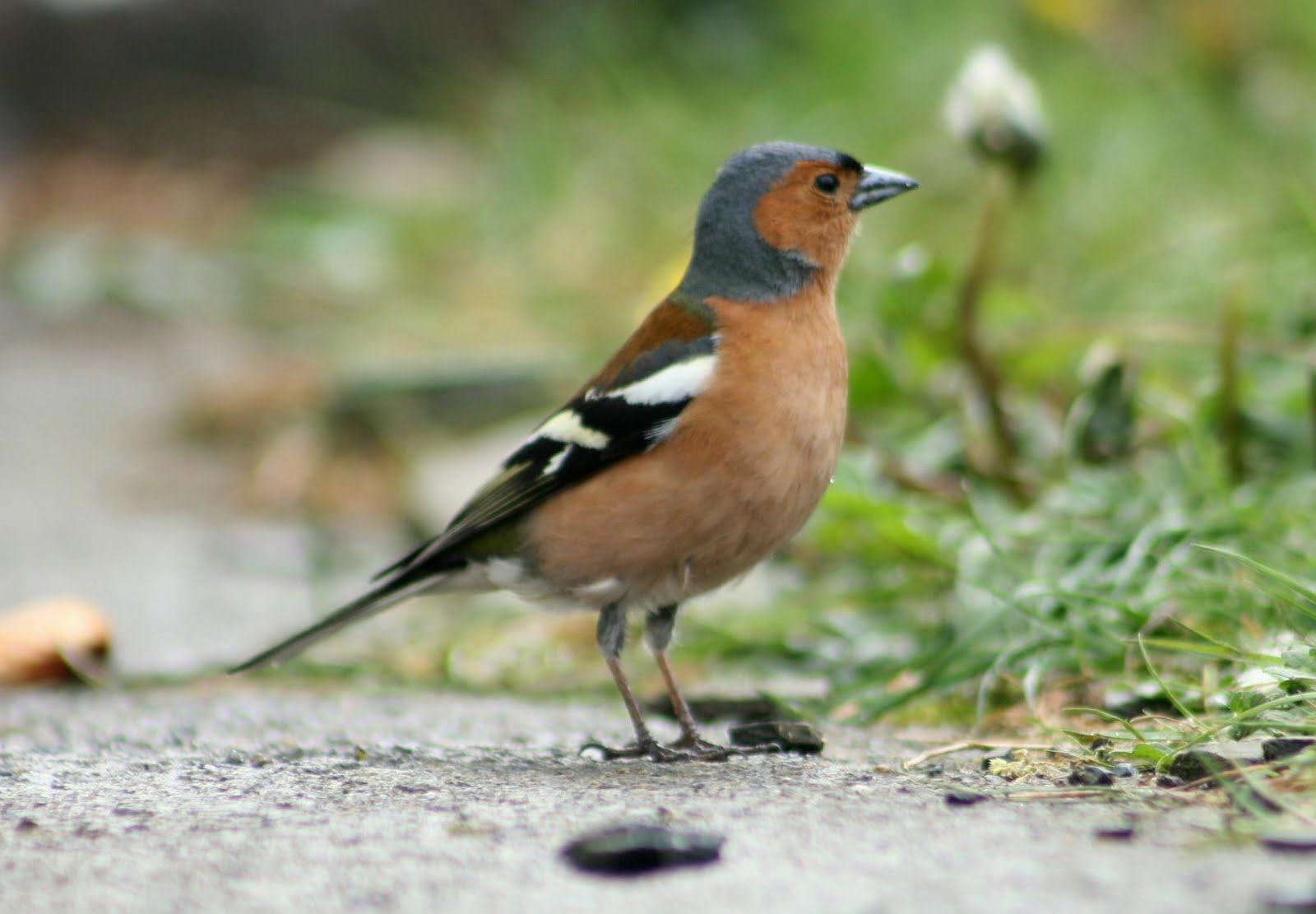 A life at the shoreline. .. by Jeff Copner : Chaffinch