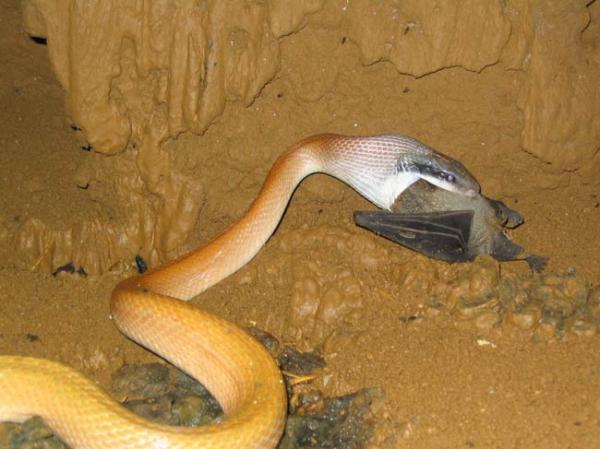 Incredible Cave Creatures - Nice Pictures