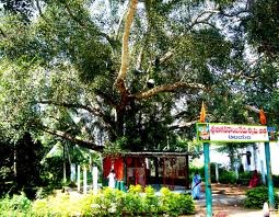 SRI VIJAYAGANAPATHI: Religious and Medicinal plants -3 ASWATHA VRUKSHAM ...