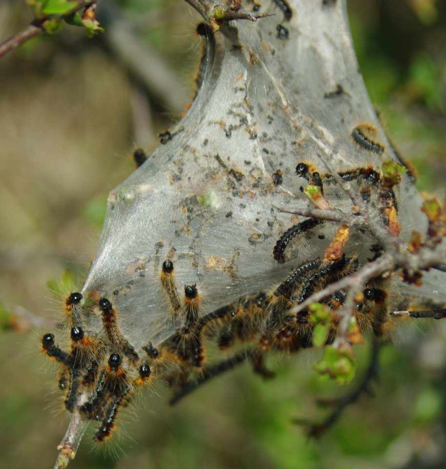 Processionaria, un pericolo primaverile