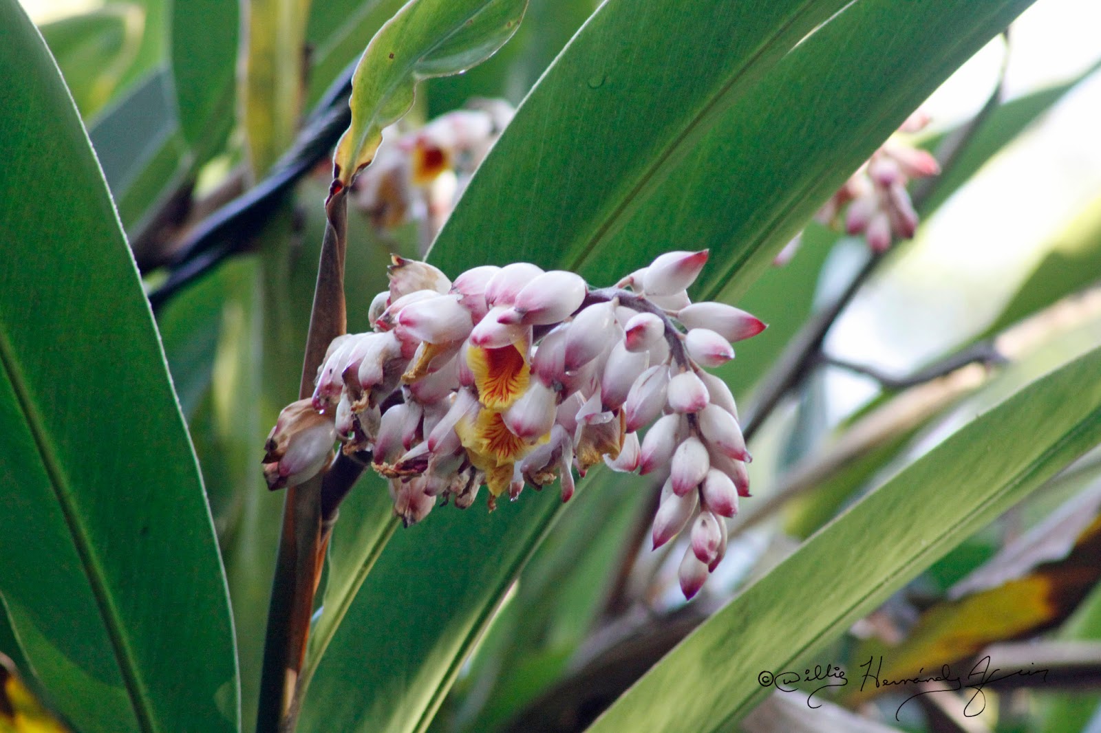Flora de Puerto Rico Ilustrada Papo Vives: ZINGIBERACEAE Alpinia ...