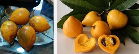 Alkesa : Klasifikasi, dan manfaat buah alkesa - Blog for Learning