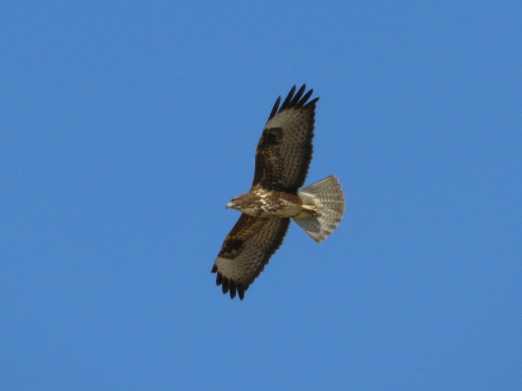 AVES DE ANDALUCÍA: Ratonero Común