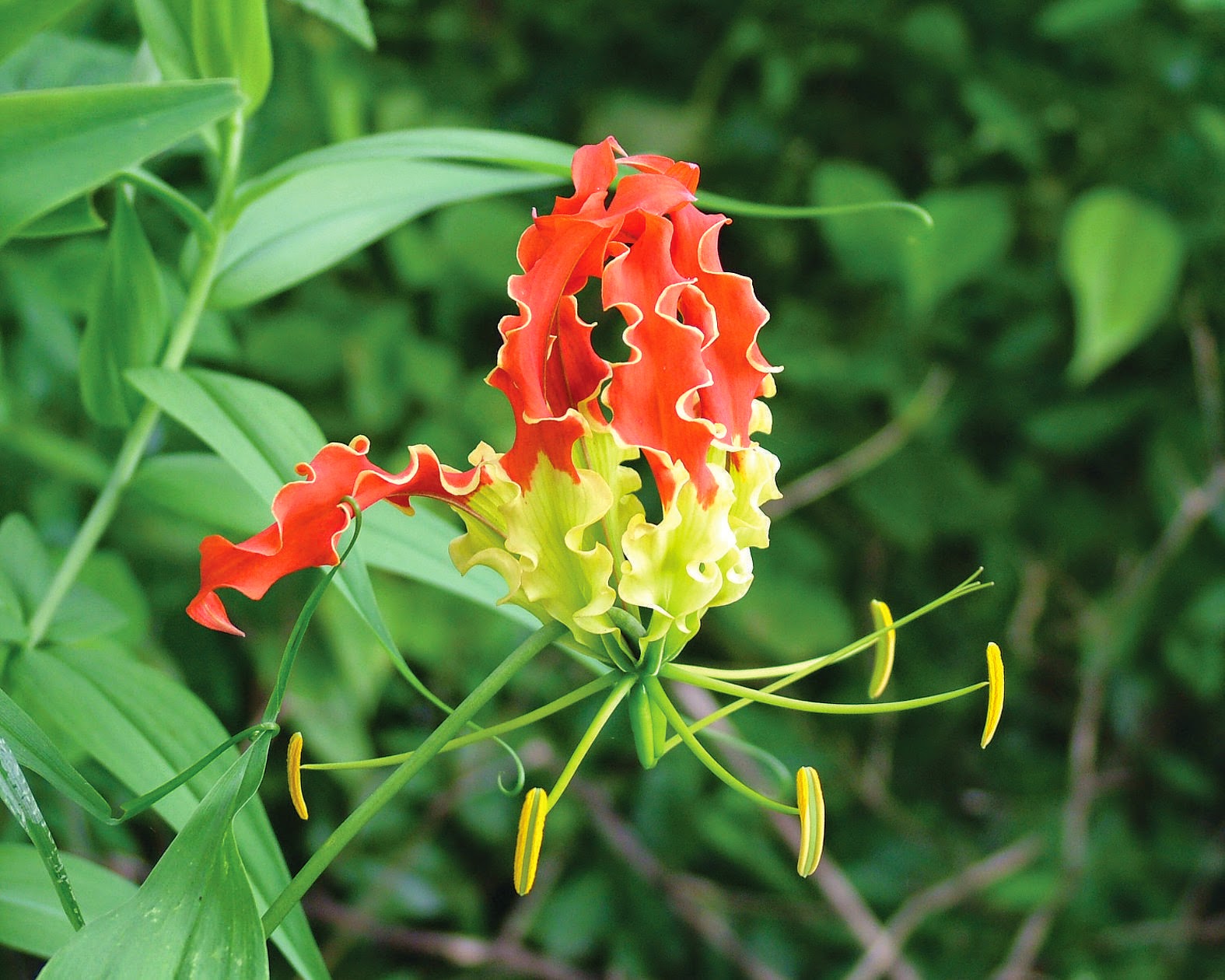 Kanthal Malar : After the events of the spellplague, he was an exarch ...