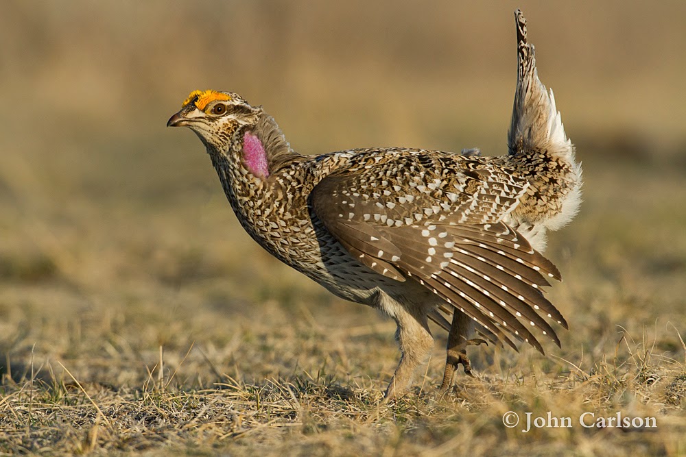 Prairie Ice: Monday Morning Meeting - Sharp-tailed Grouse