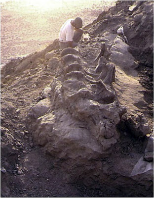 Sauropod Top 5 #2012 | Dinosaurios (El Cuaderno de Godzillin)