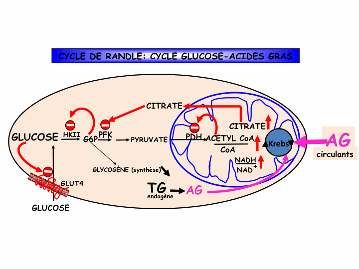 Randle's cycle in patients with NIDDM. | Dr. Juan Manuel Martínez Méndez MD