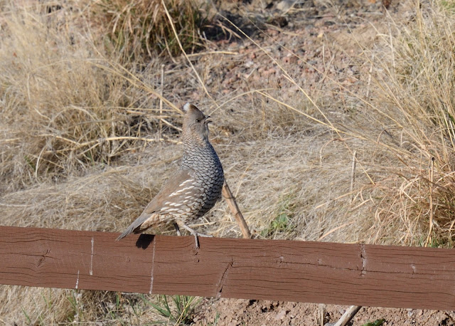 ZOOTHERA BIRDING BLOG: Colorado Tour: Day 2