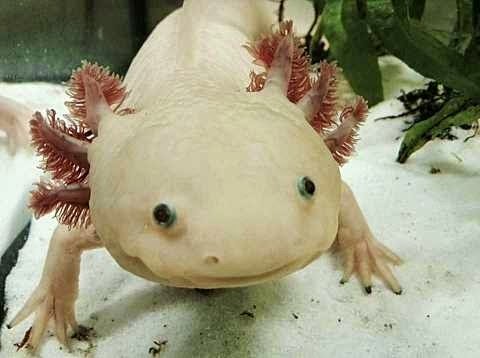 curso de historia: Axolotl