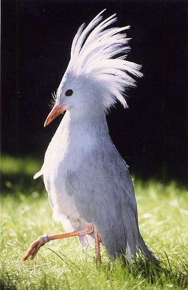 Excessivement libre...: Le cagou