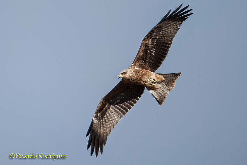 El Herrerillo: Milano negro (Milvus migrans)