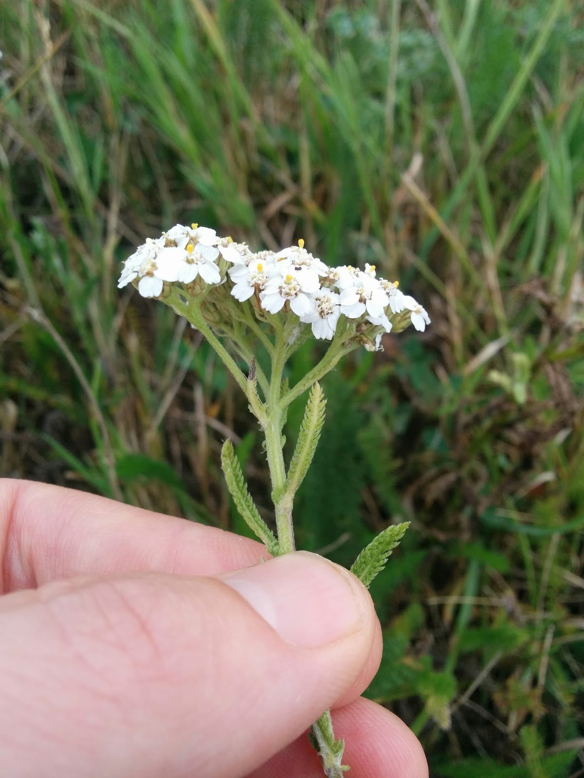 Wild Life: Yarrow