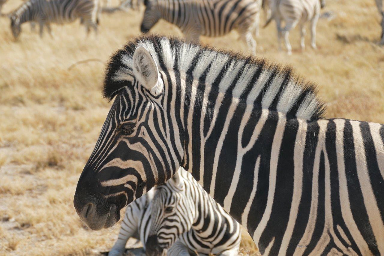 Southern Africa's Ramsar Sites: Etosha Pan (Namibia)