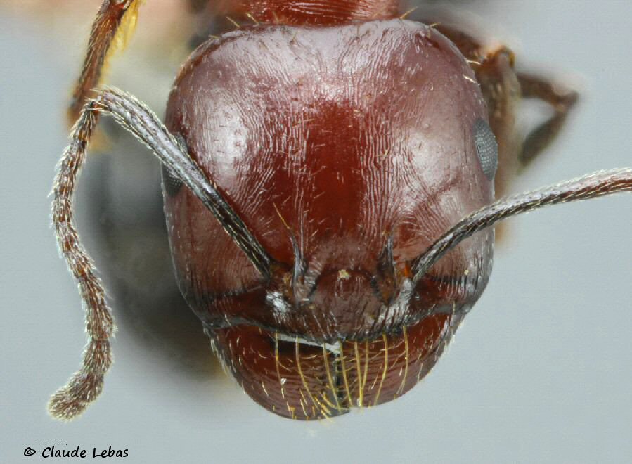 fourmis du genre Messor: Le genre Messor