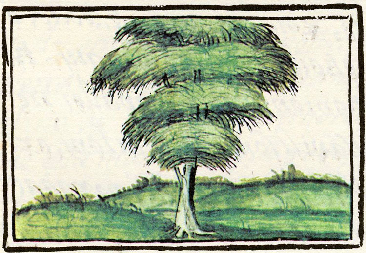 Club de Amig@s de los Ahuehuetes