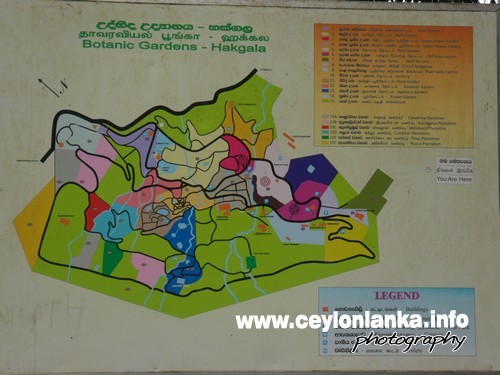 Hakgala Botanical Garden - Mal Watta